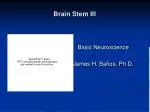 PPT - Localization of Brain Stem Lesions PowerPoint Presentation, free ...