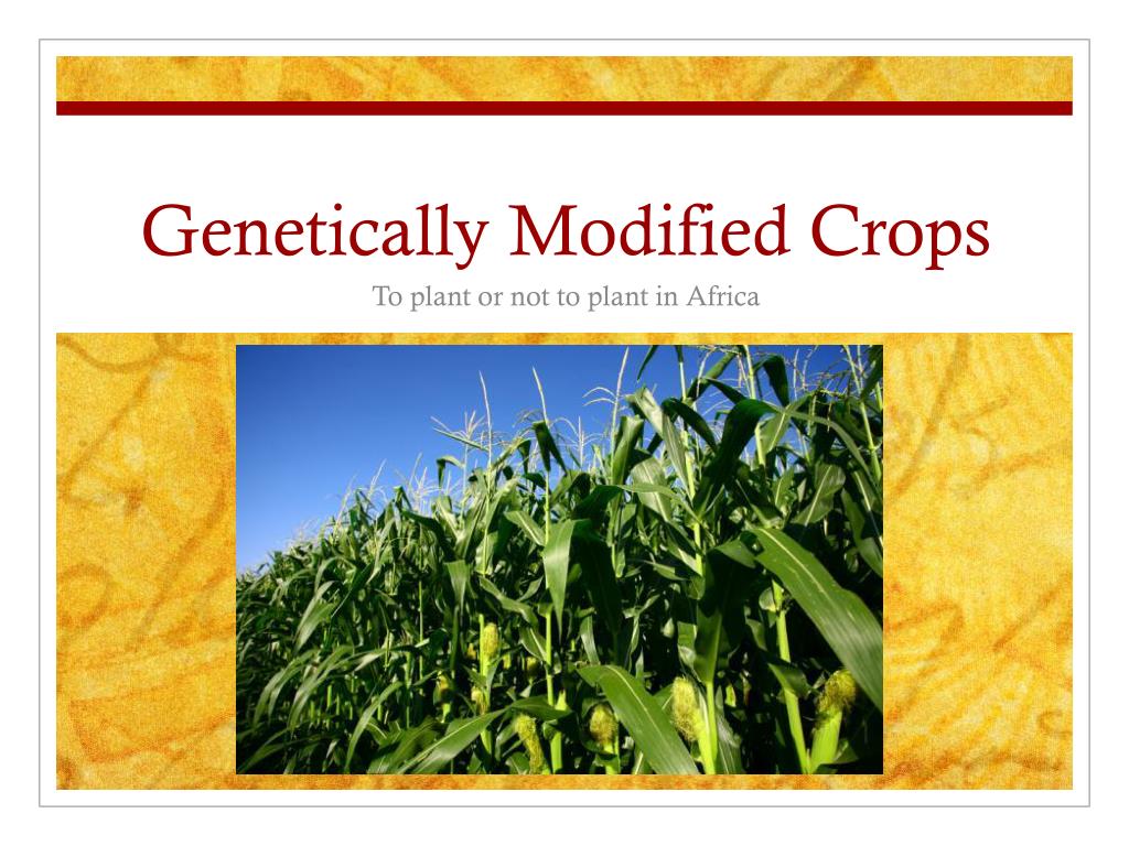 PPT - Genetically Modified Crops PowerPoint Presentation, free download - ID:3201542