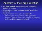 PPT - Large intestine PowerPoint Presentation, free download - ID:2286242