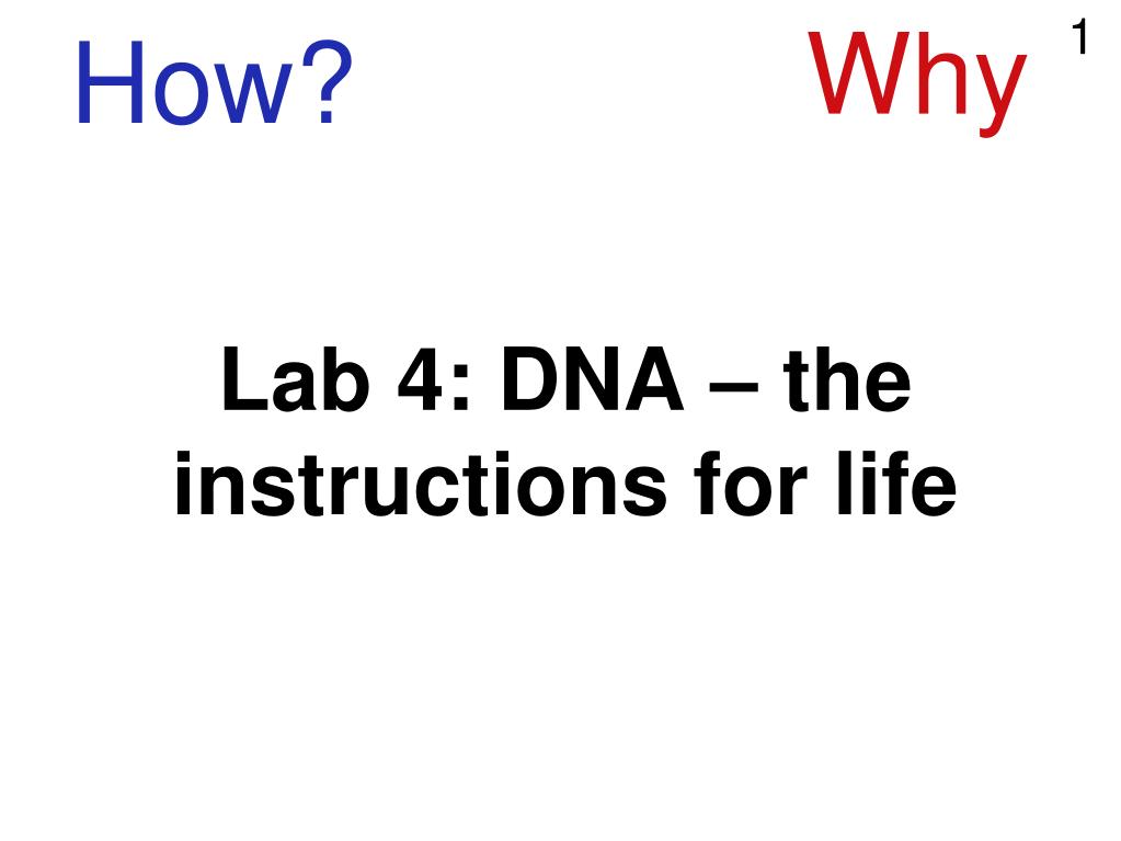 PPT - Understanding DNA: The Instruction Manual of Life PowerPoint ...