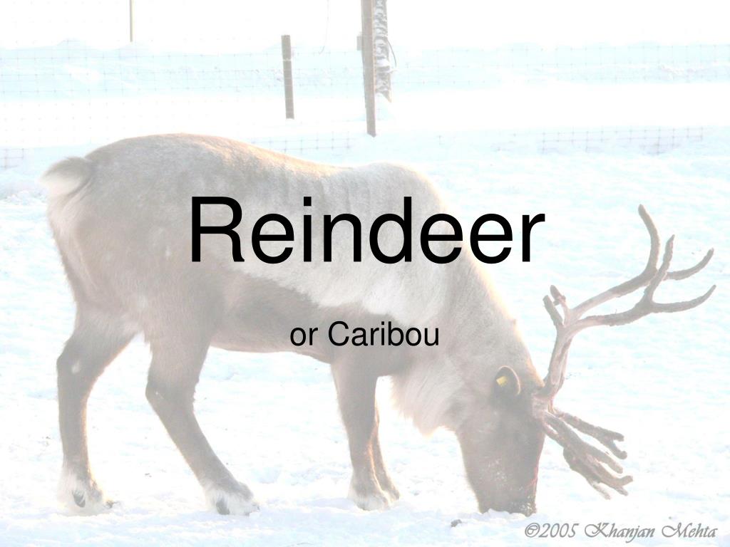 PPT - Reindeer PowerPoint Presentation, free download - ID:3209038