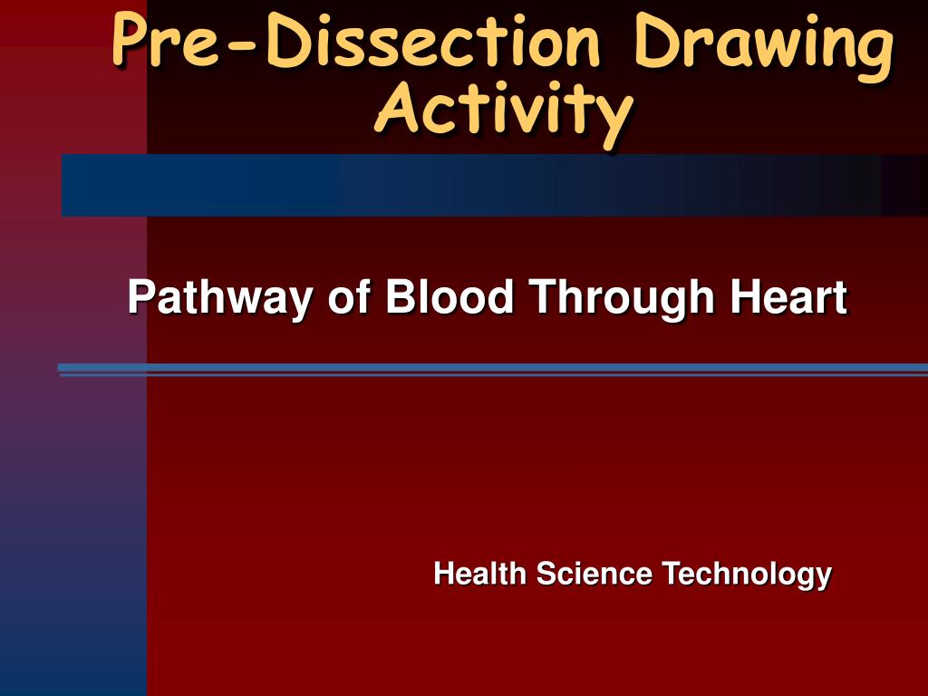 PPT - Pre-Dissection Drawing Activity PowerPoint Presentation, free ...