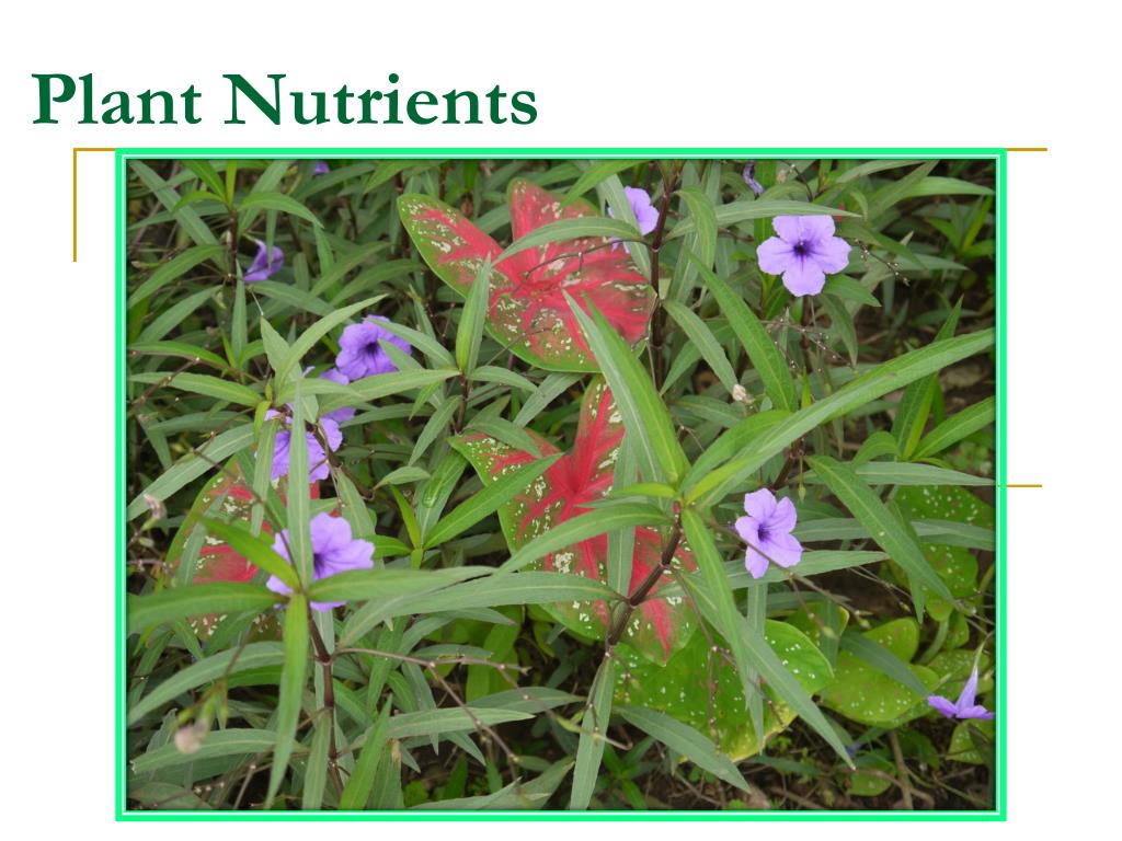 PPT - Plant Nutrients PowerPoint Presentation, free download - ID:3213949