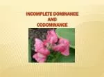 PPT - Codominance PowerPoint Presentation, free download - ID:6104626