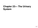 PPT - Chapter 15 The Urinary System PowerPoint Presentation, free ...