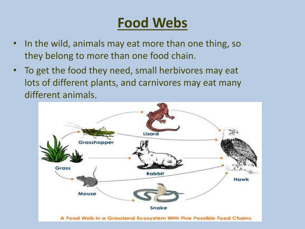 PPT - Food Webs PowerPoint Presentation, free download - ID:3228912