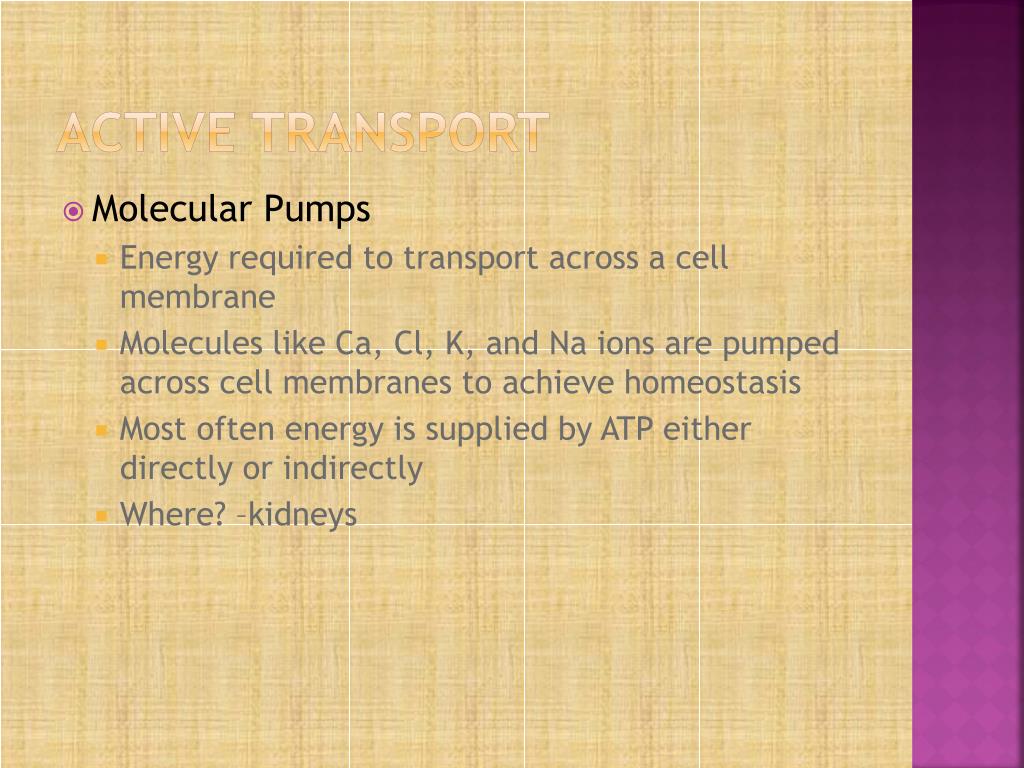 PPT - Active Transport PowerPoint Presentation, free download - ID:3230881