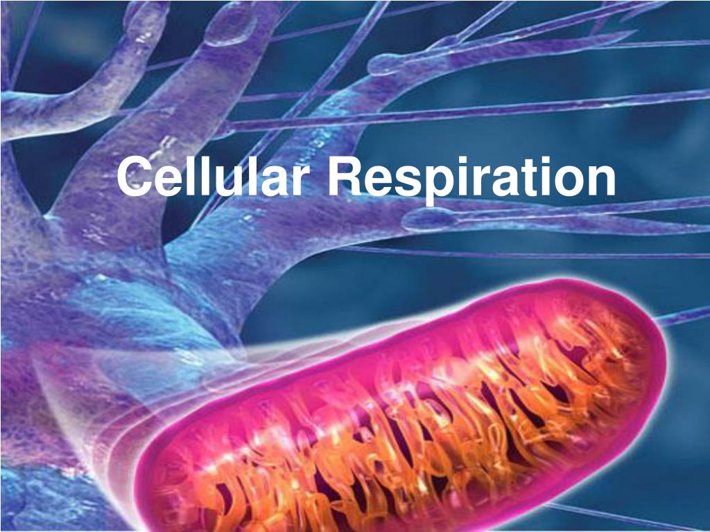 PPT - Cellular Respiration PowerPoint Presentation, free download - ID ...
