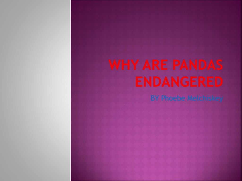 PPT - Why Are Pandas Endangered PowerPoint Presentation, free download ...