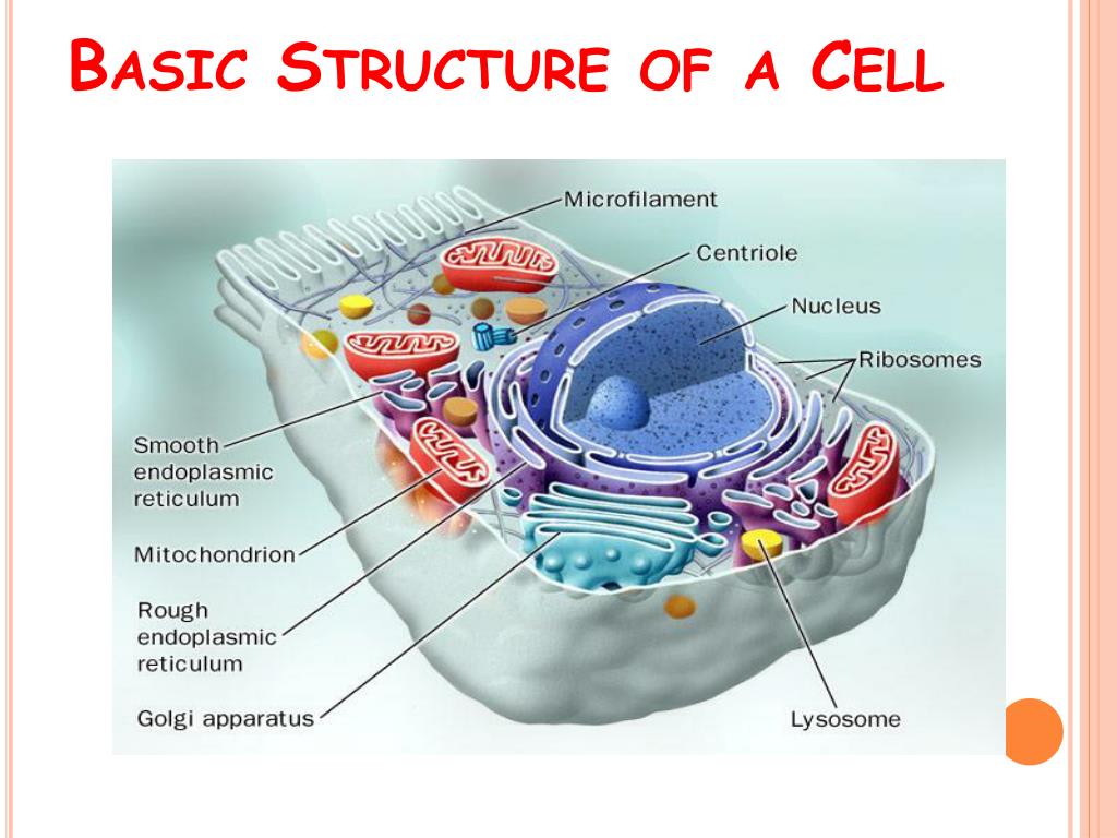 PPT - Basic Structure of a Cell PowerPoint Presentation, free download ...