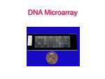 PPT - DNA Microarray Technology PowerPoint Presentation, free download ...