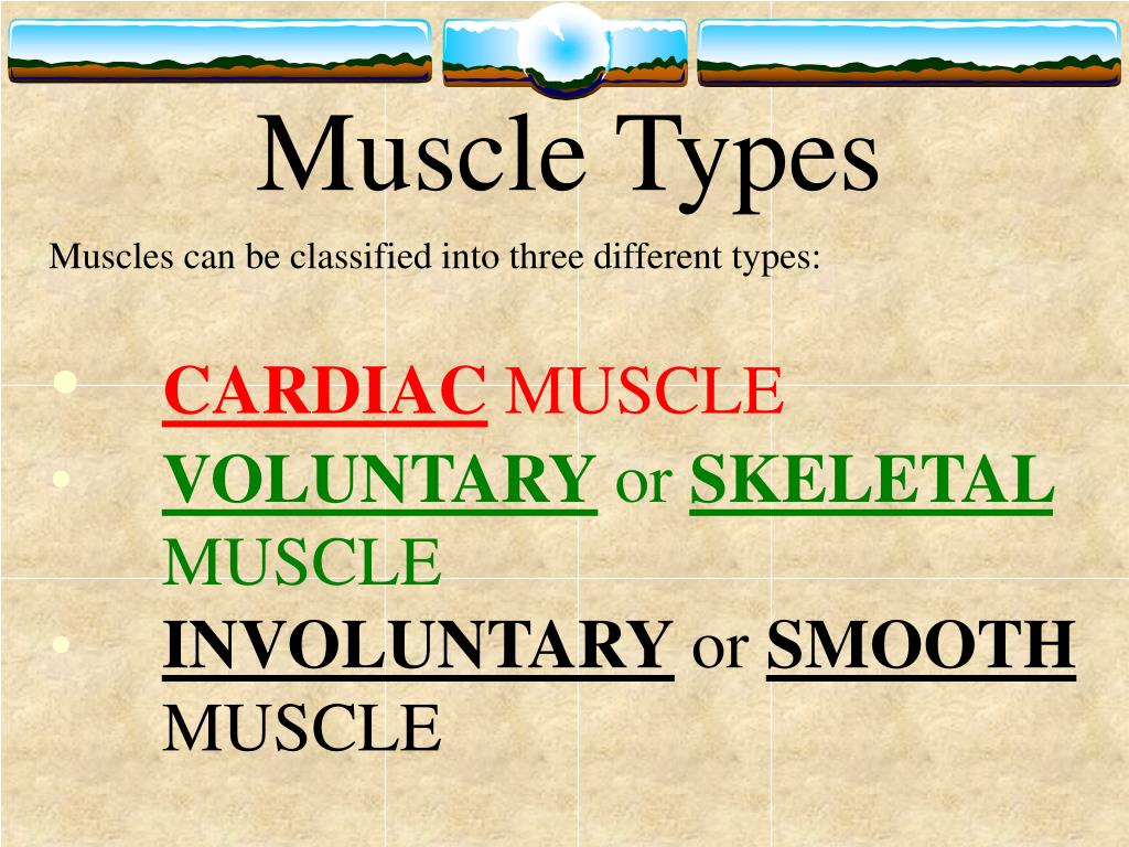 PPT - Muscle Types PowerPoint Presentation, free download - ID:3264522