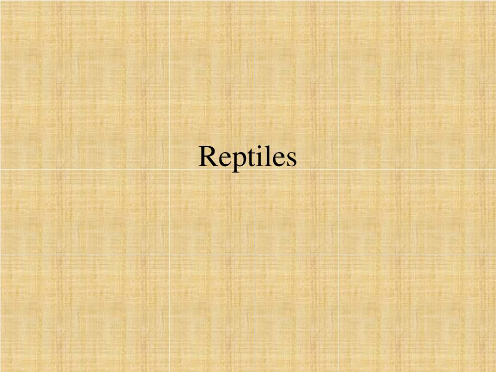 PPT - Reptiles PowerPoint Presentation, free download - ID:3276966
