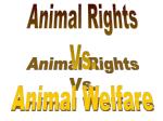 PPT - Animal Rights PowerPoint Presentation, free download - ID:2218131