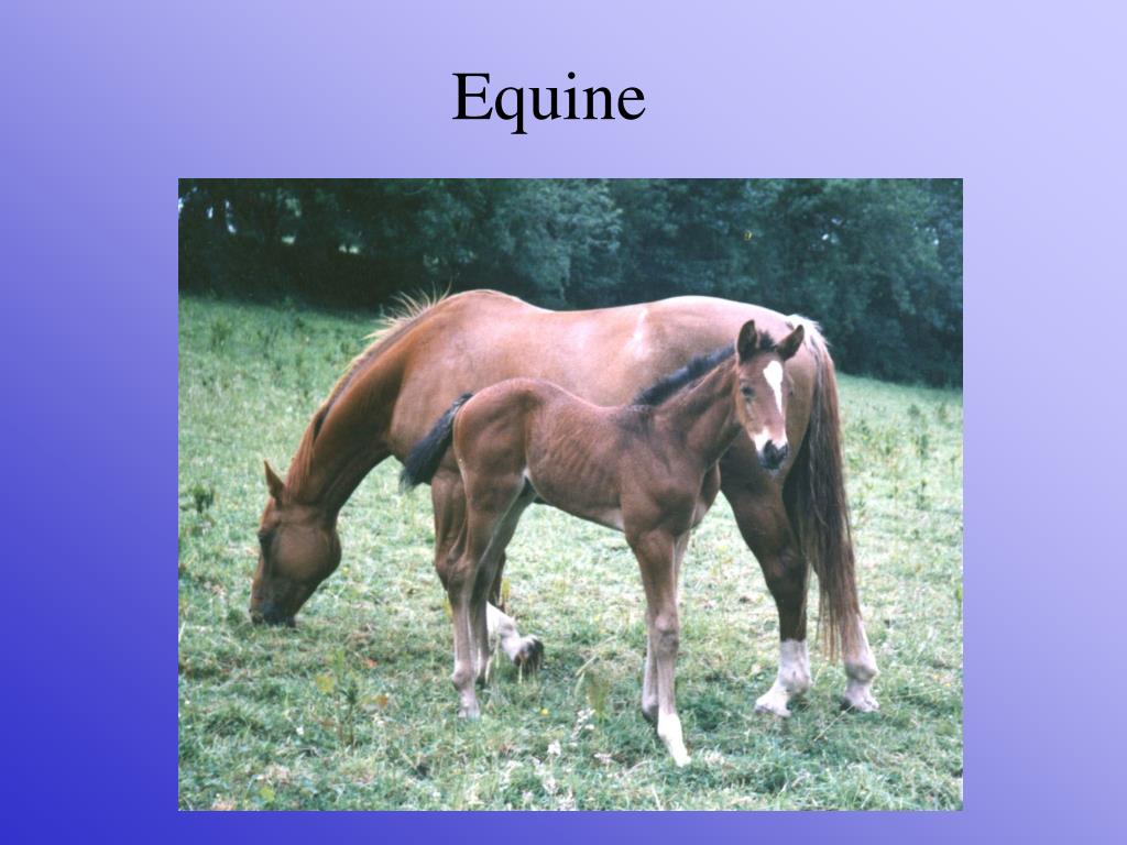 PPT - Equine PowerPoint Presentation, free download - ID:3277452