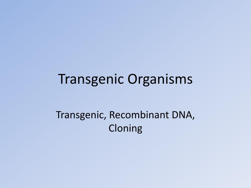 PPT - Transgenic Organisms PowerPoint Presentation, free download - ID ...