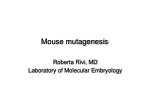 PPT - Scurfy Mouse (outside) PowerPoint Presentation, free download ...