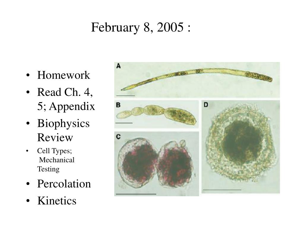 PPT - February 8, 2005 : PowerPoint Presentation, free download - ID ...