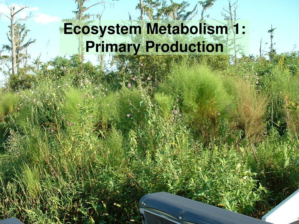 PPT - Understanding Ecosystem Metabolism and Primary Production in ...