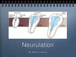PPT - Neurulation PowerPoint Presentation, free download - ID:1270086