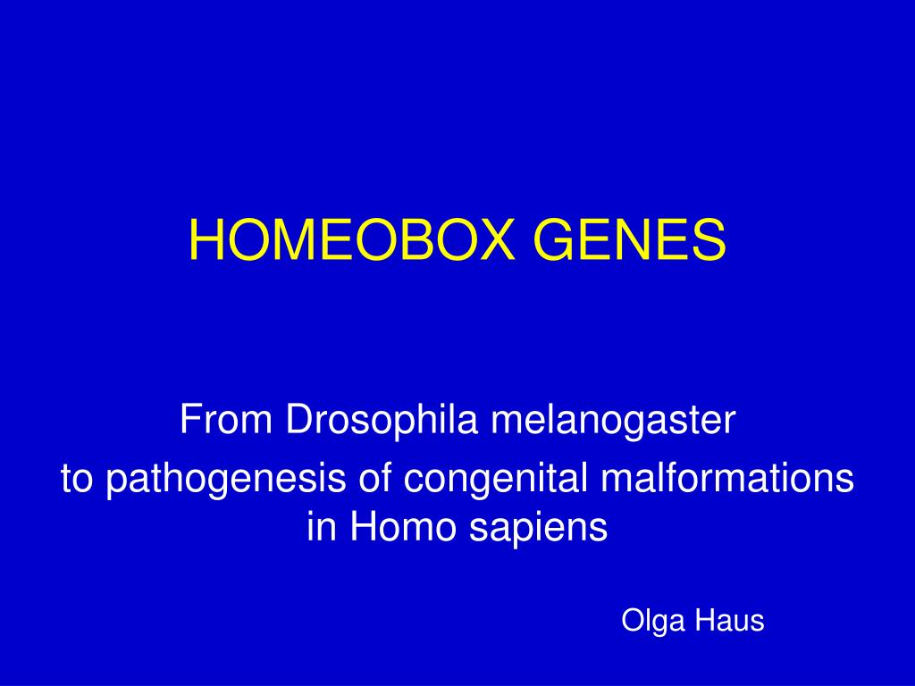 PPT - HOMEOBOX GENES PowerPoint Presentation, free download - ID:3310768