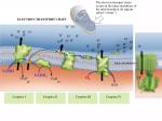 PPT - Mitochondrial Electron Transport PowerPoint Presentation, free ...