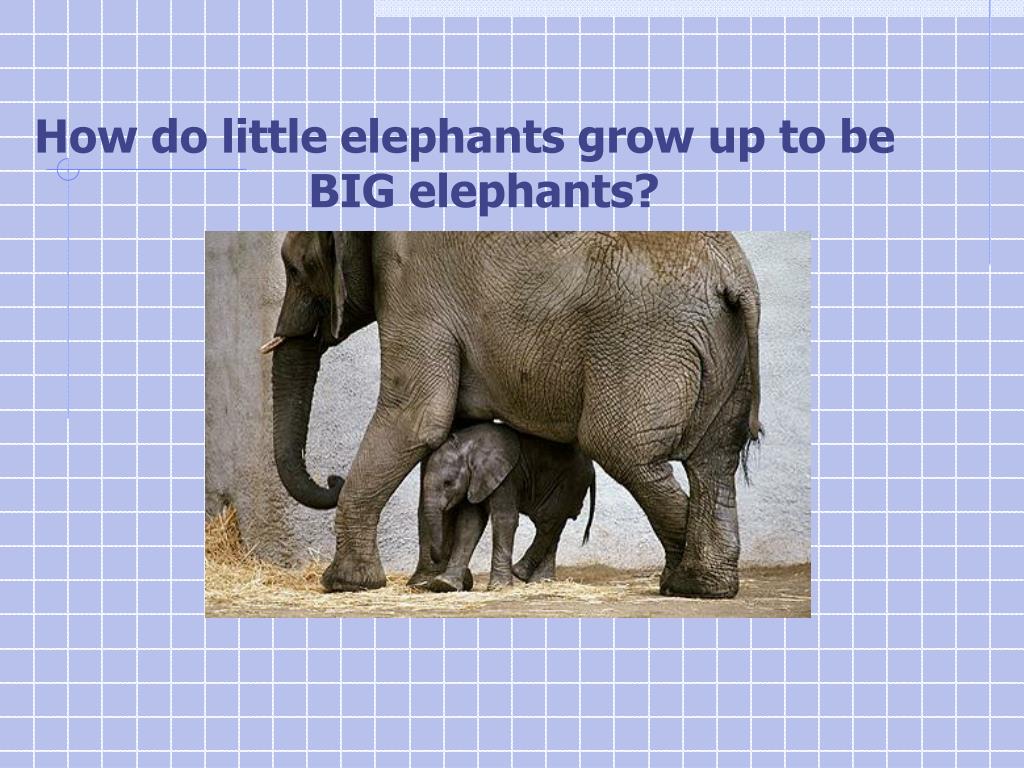PPT - How do little elephants grow up to be BIG elephants? PowerPoint ...