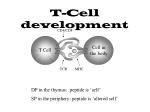 PPT - T cell Development PowerPoint Presentation, free download - ID ...