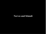 PPT - Intercostal Vessels and Nerves PowerPoint Presentation, free ...
