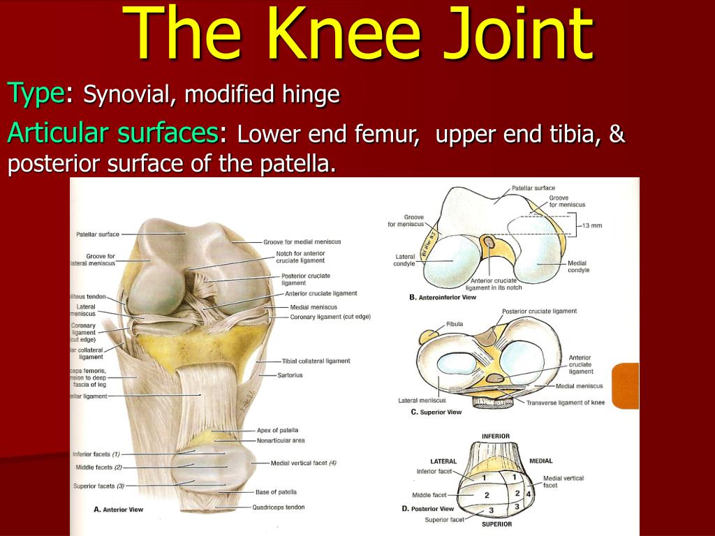 PPT - The Knee Joint PowerPoint Presentation, free download - ID:3329792