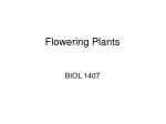 PPT - Flowering - Floral Induction PowerPoint Presentation, free ...