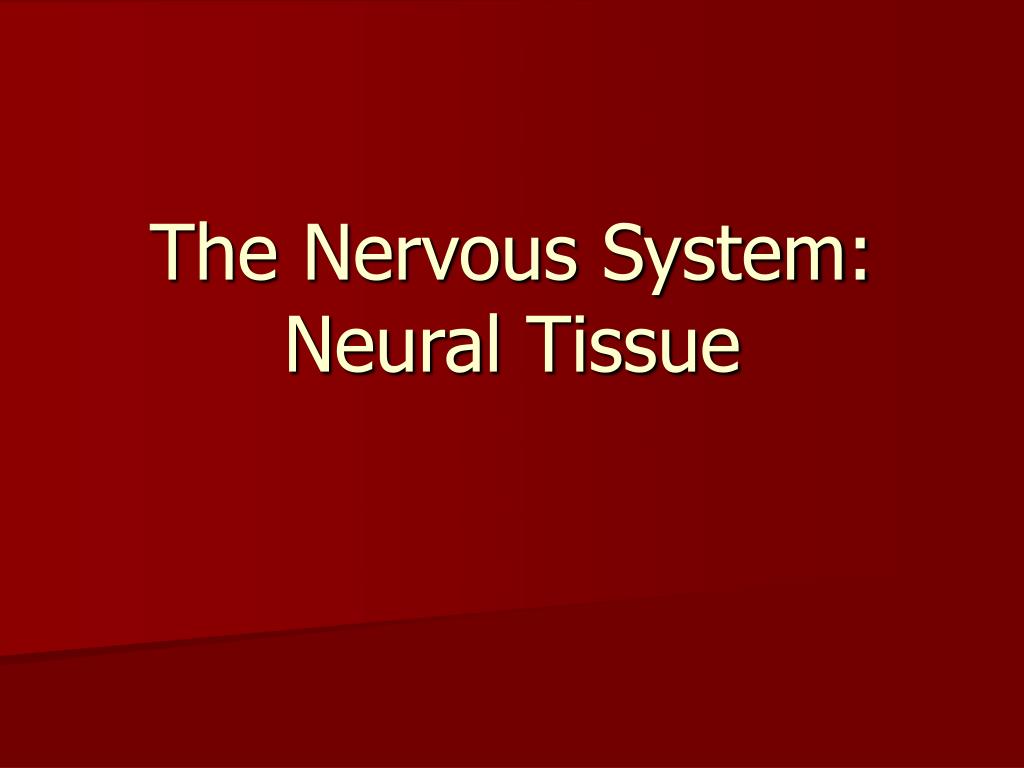 PPT - The Nervous System: Neural Tissue PowerPoint Presentation, free ...
