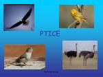 PPT - PTICE PowerPoint Presentation, free download - ID:7003325