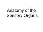 PPT - THE SENSORY ORGANS PowerPoint Presentation, free download - ID ...