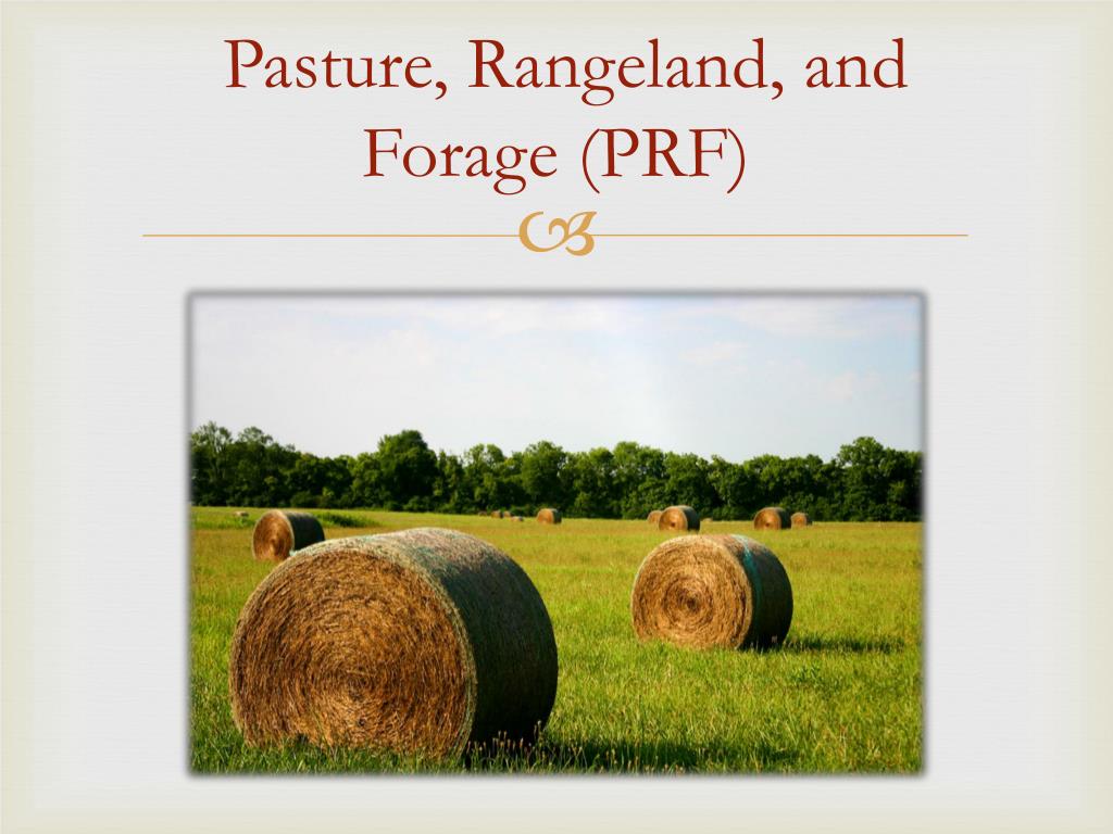 PPT - Pasture, Rangeland, and Forage (PRF) PowerPoint Presentation ...