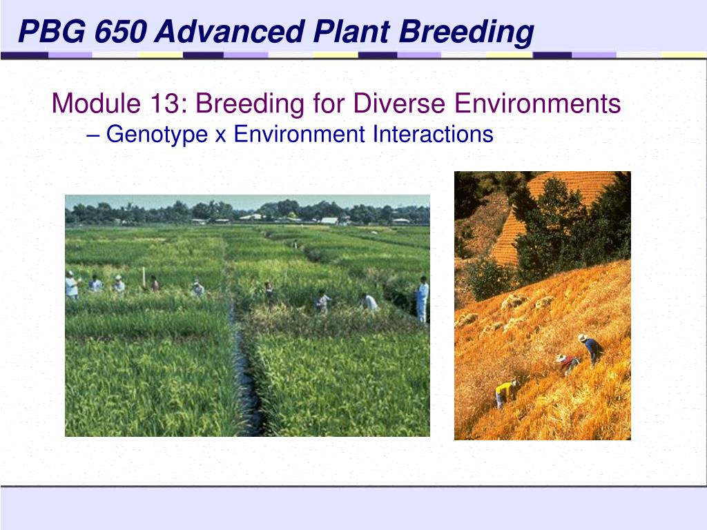 PPT - PBG 650 Advanced Plant Breeding PowerPoint Presentation, free ...