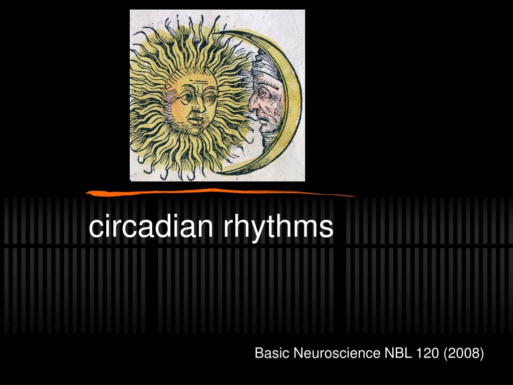PPT - circadian rhythms PowerPoint Presentation, free download - ID:3363466