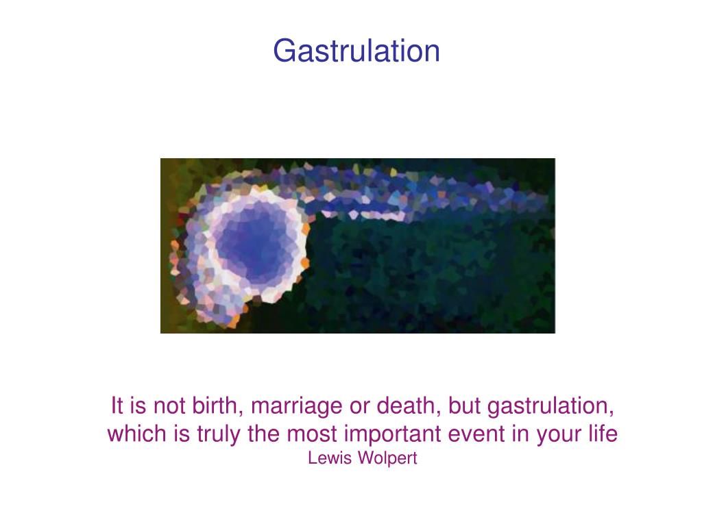 PPT - Gastrulation PowerPoint Presentation, free download - ID:3374483