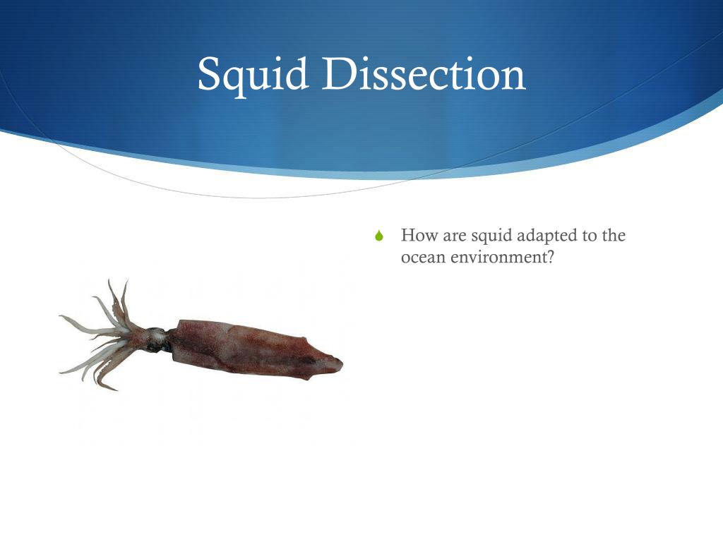 PPT - Squid Dissection PowerPoint Presentation, free download - ID:3374590