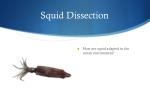 PPT - Squid Dissection PowerPoint Presentation, free download - ID:1820968