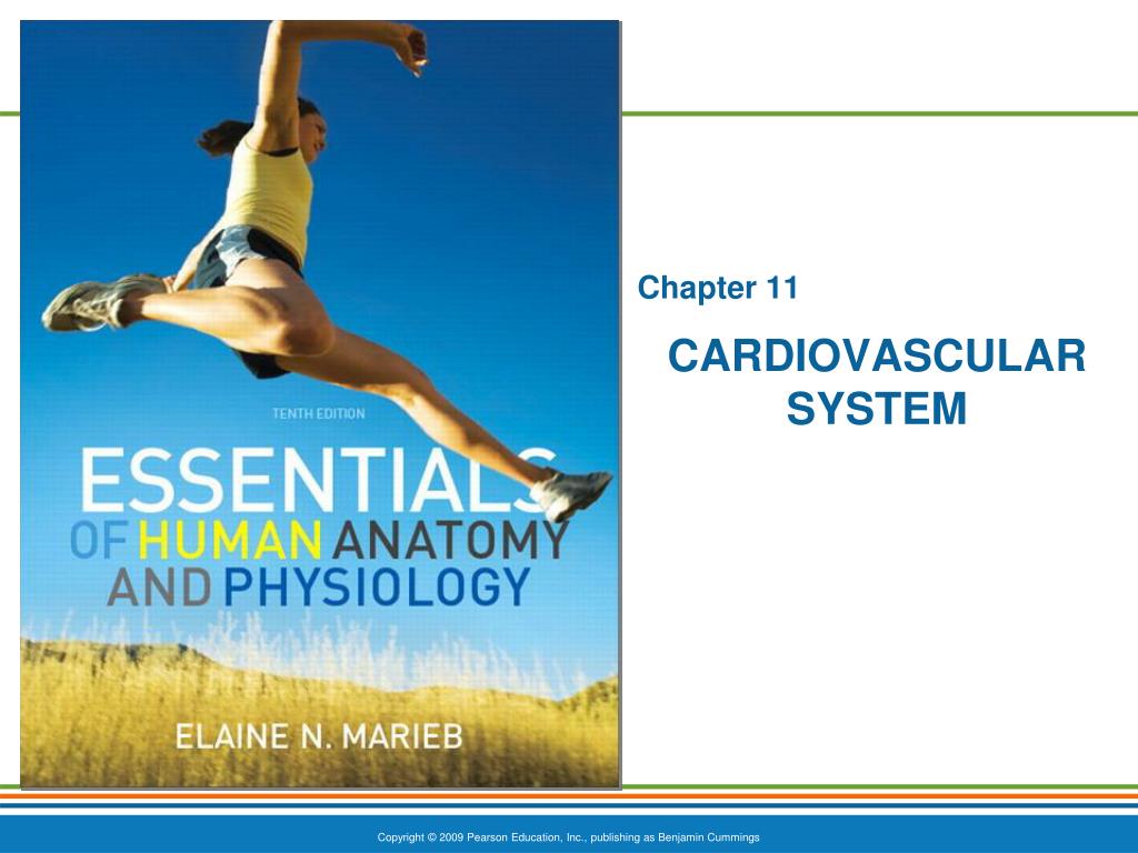 PPT - cardiovascular system PowerPoint Presentation, free download - ID ...