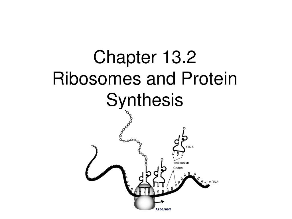 PPT - Chapter 13.2 Ribosomes and Protein Synthesis PowerPoint ...