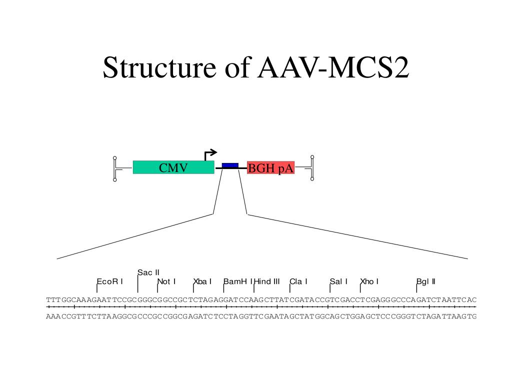 PPT - Structure of AAV-MCS2 PowerPoint Presentation, free download - ID ...