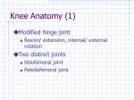 PPT - KNEE ANATOMY PowerPoint Presentation, free download - ID:9379480