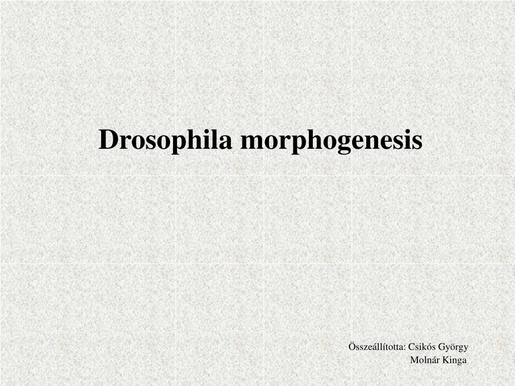 PPT - Drosophila morphogenesis PowerPoint Presentation, free download - ID:3391124