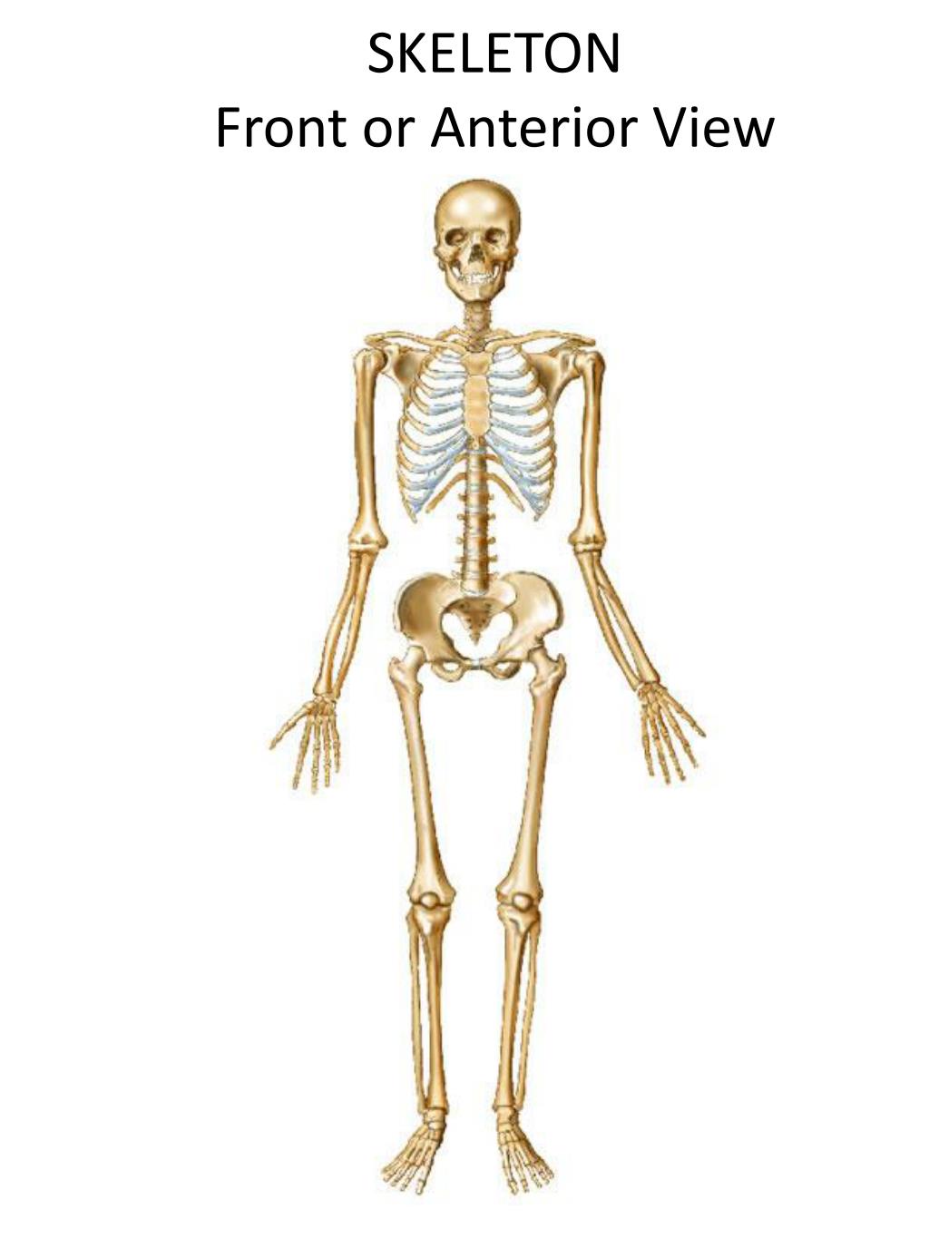 PPT - SKELETON Front or Anterior View PowerPoint Presentation, free ...