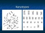 PPT - Karyotypes and Mutations PowerPoint Presentation, free download ...