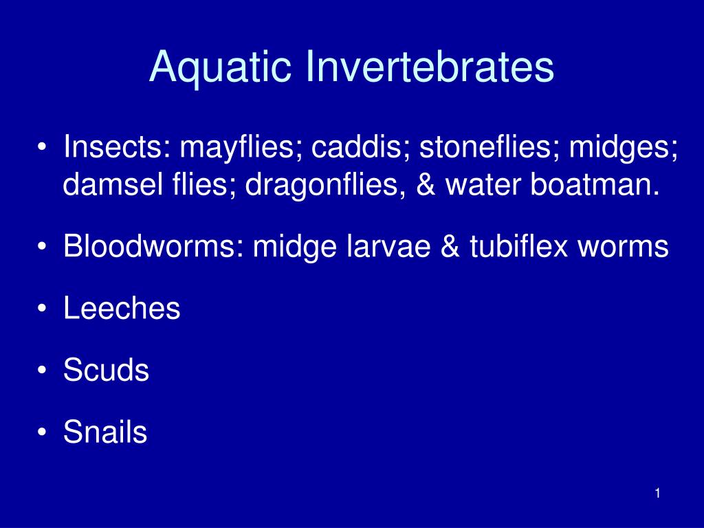 PPT - Aquatic Invertebrates PowerPoint Presentation, free download - ID ...
