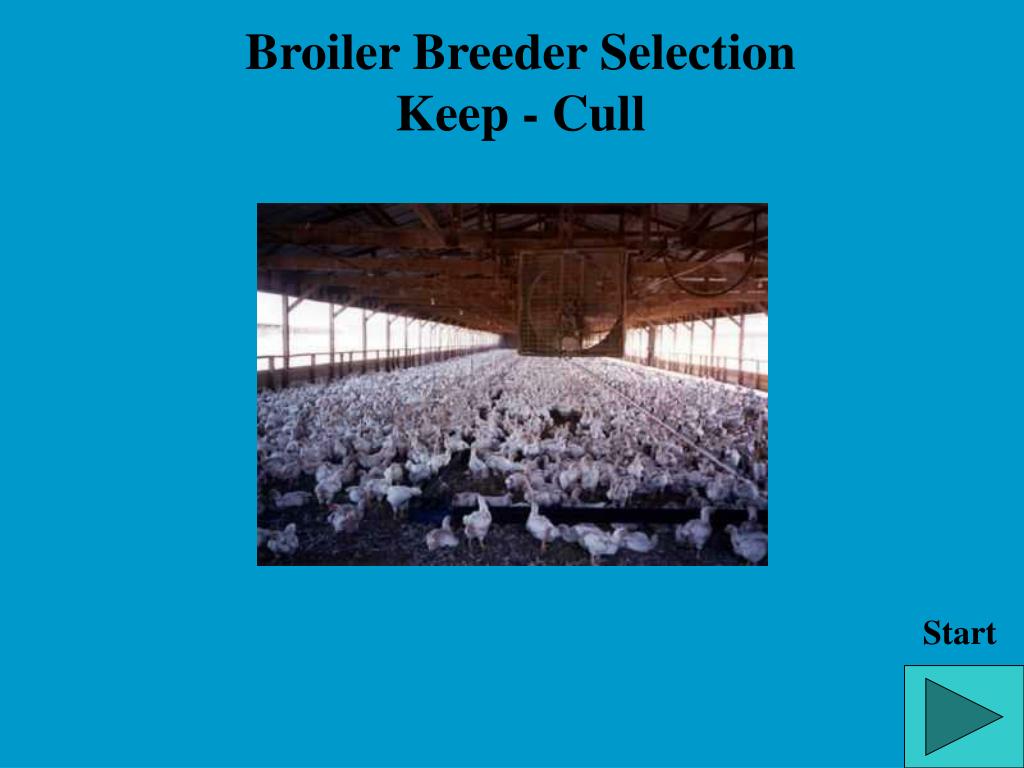 PPT - Broiler Breeder Selection Keep - Cull PowerPoint Presentation ...