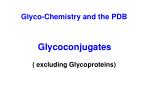 PPT - 7.3 Glycoconjugates: Proteoglycans, glycoproteins, and ...